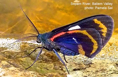 Papua Insects Foundation (Lepidoptera/Geometridae(Ennominae)/Eubordeta ...